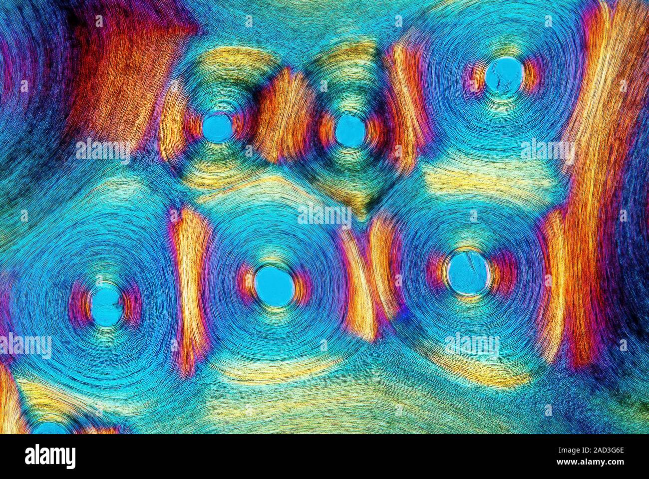 Polarised light microscopy of a transverse section of whalebone. Rings ...