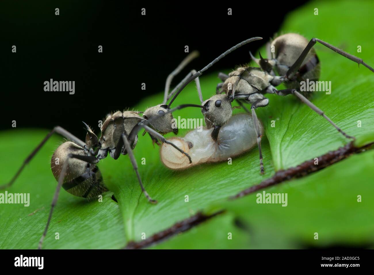 Ants carrying larvae. Photographed in Singapore Stock Photo - Alamy