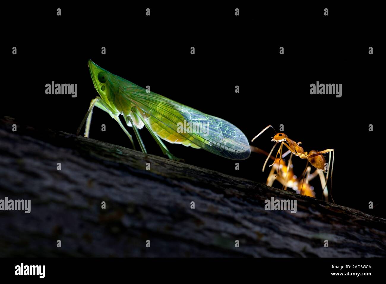 Ants milking a planthopper for its honeydew secretion. Photographed in ...