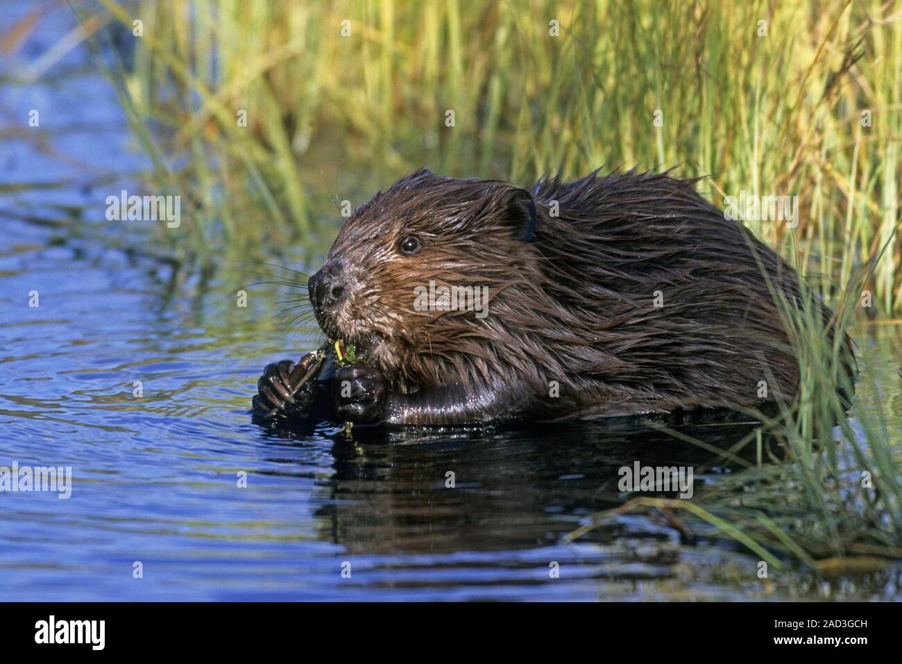Female beaver hi-res stock photography and images - Alamy