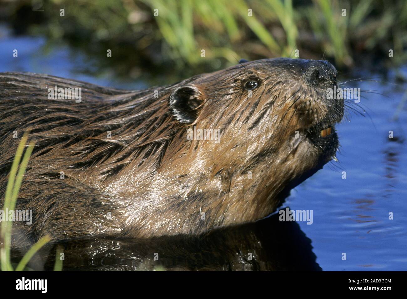 North American Beaver is native to North America - Castor canadensis ...