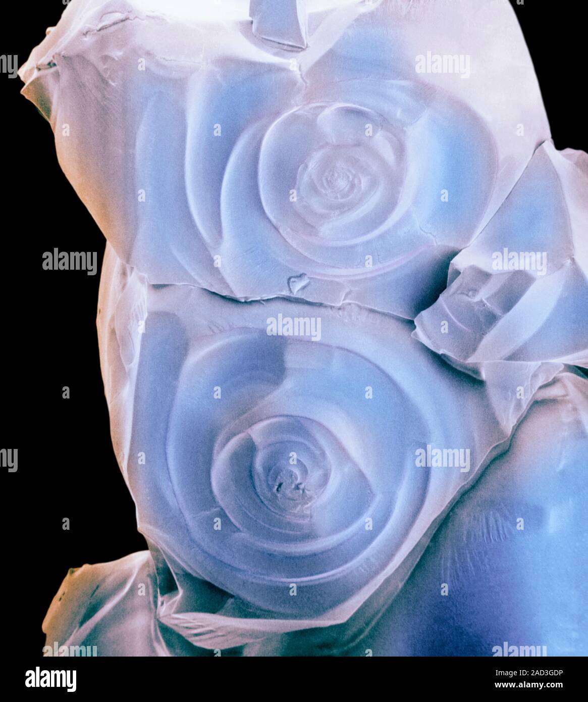 Snowflake. Coloured low-temperature scanning electron micrograph (LT ...