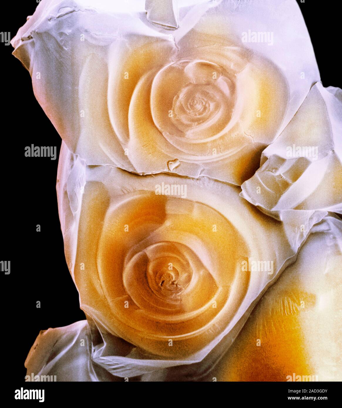 Snowflake. Coloured low-temperature scanning electron micrograph (LT ...