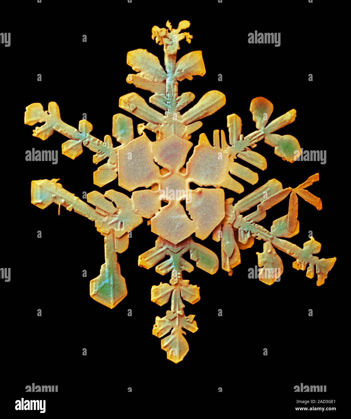 Snowflake. Coloured low-temperature scanning electron micrograph (LT ...