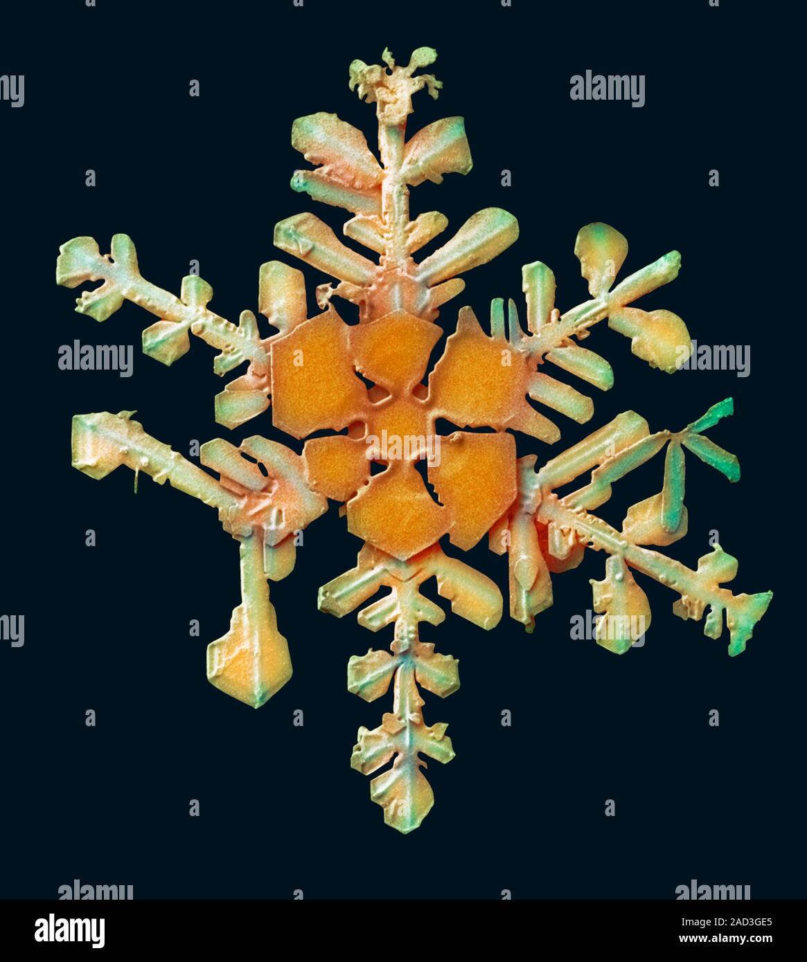 Snowflake. Coloured low-temperature scanning electron micrograph (LT ...