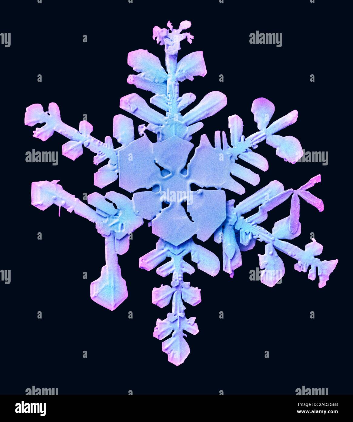 Snowflake. Coloured low-temperature scanning electron micrograph (LT ...