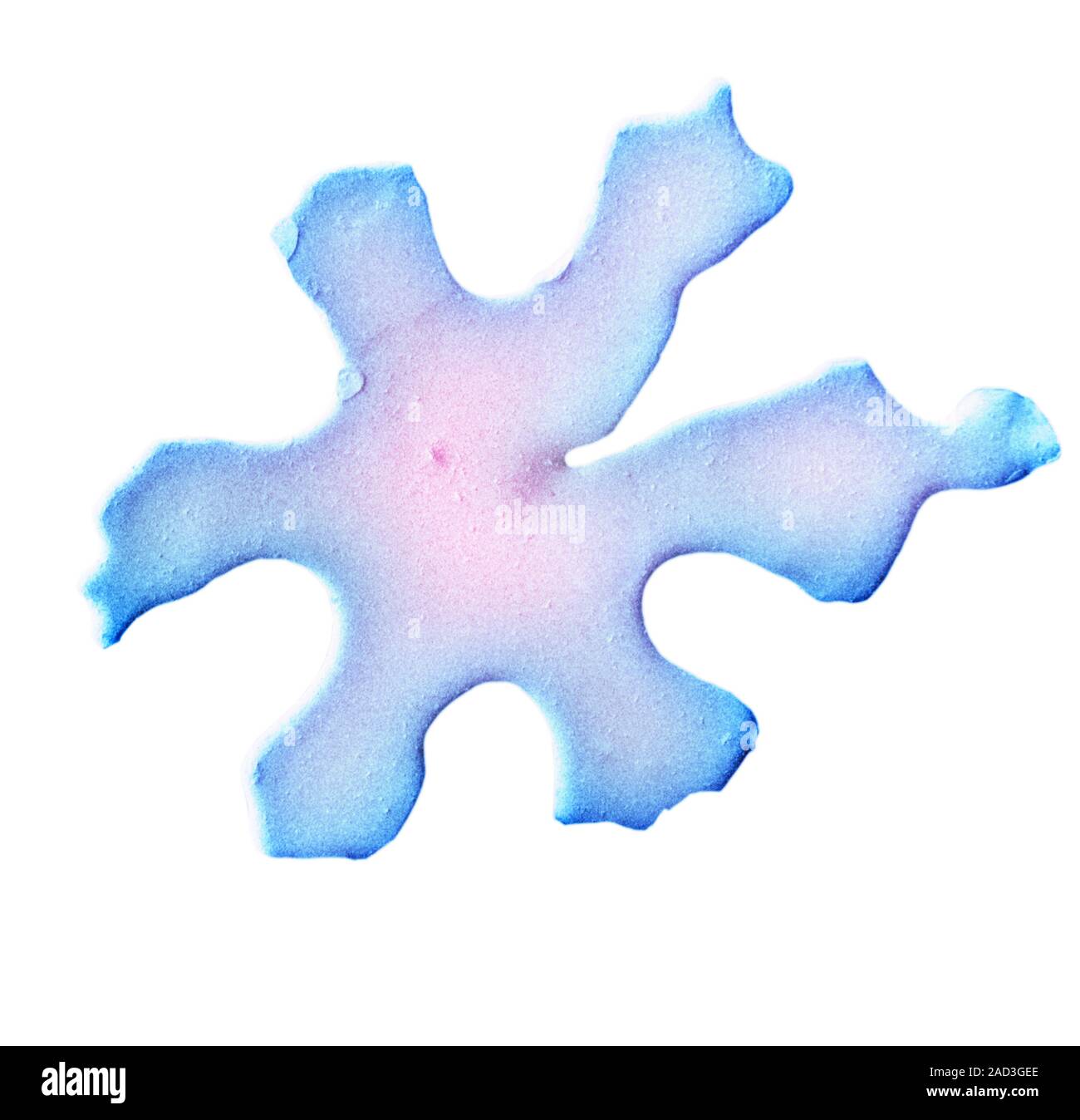 Snowflake. Coloured low-temperature scanning electron micrograph (LT ...