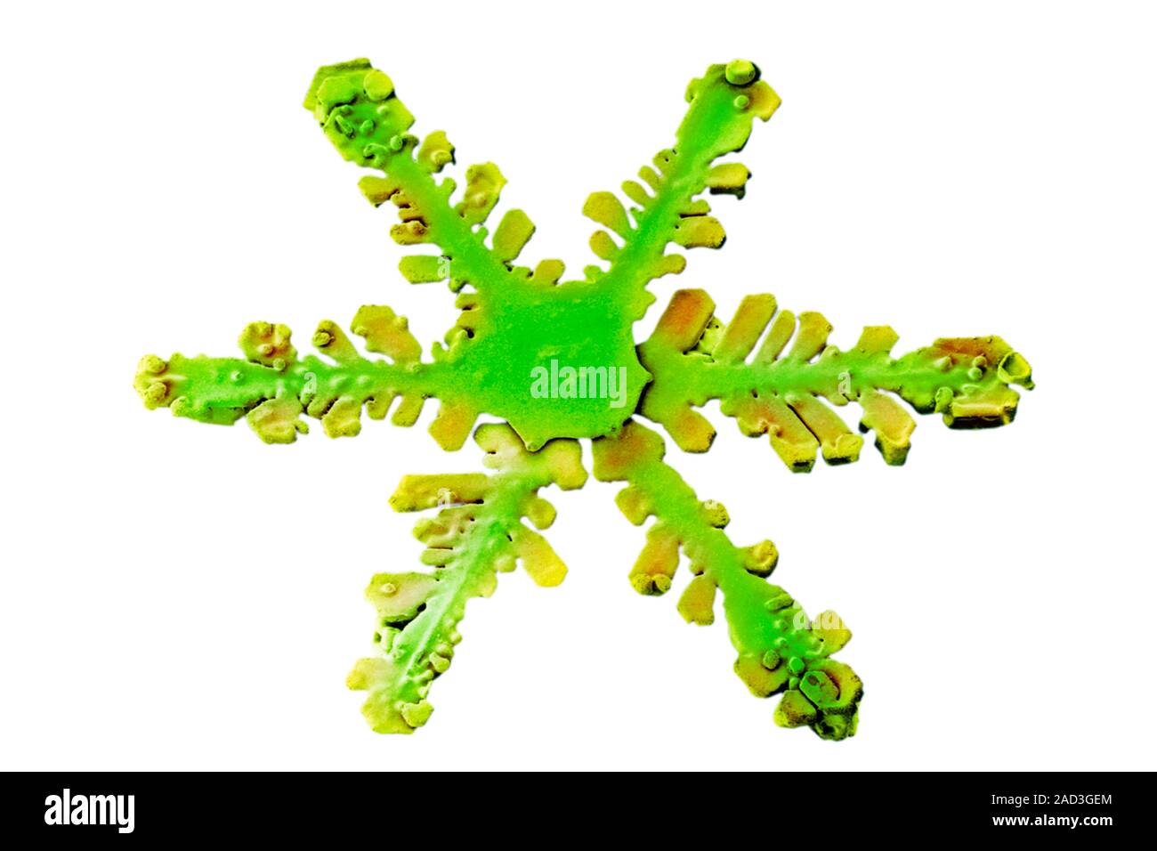 Snowflake. Coloured low-temperature scanning electron micrograph (LT ...