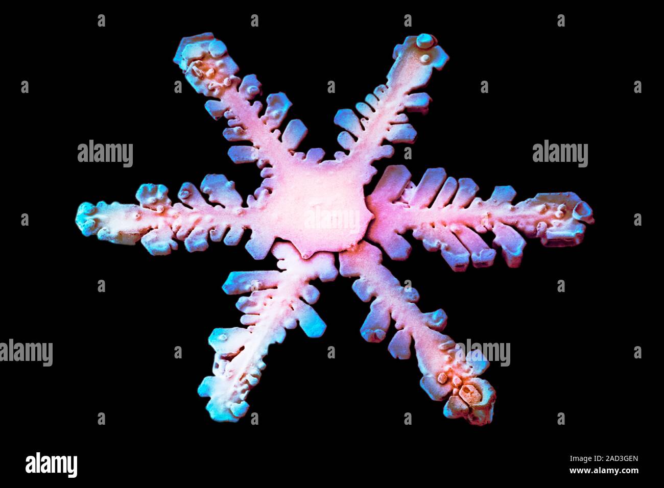 Snowflake. Coloured low-temperature scanning electron micrograph (LT ...