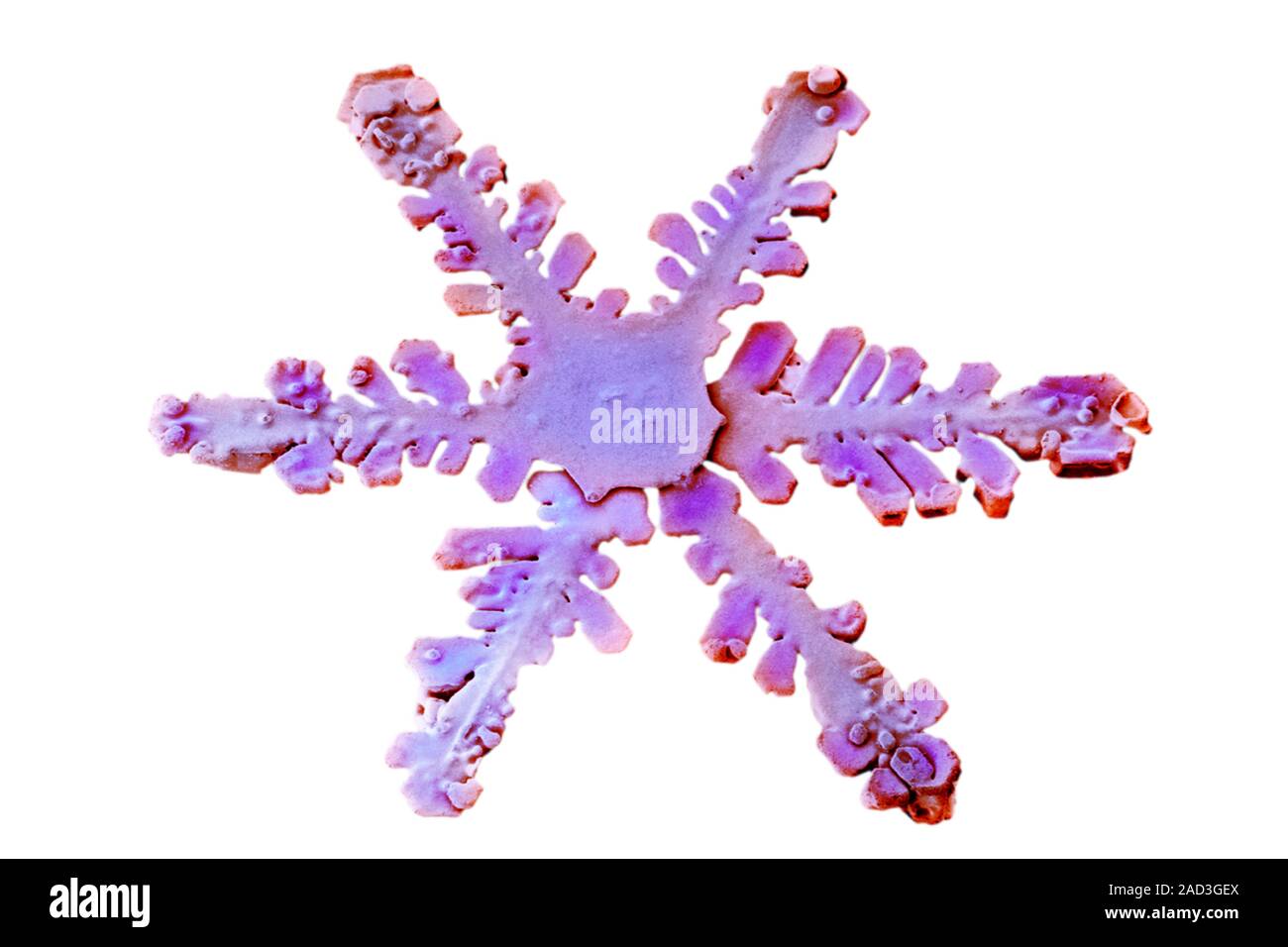 Snowflake. Coloured low-temperature scanning electron micrograph (LT ...