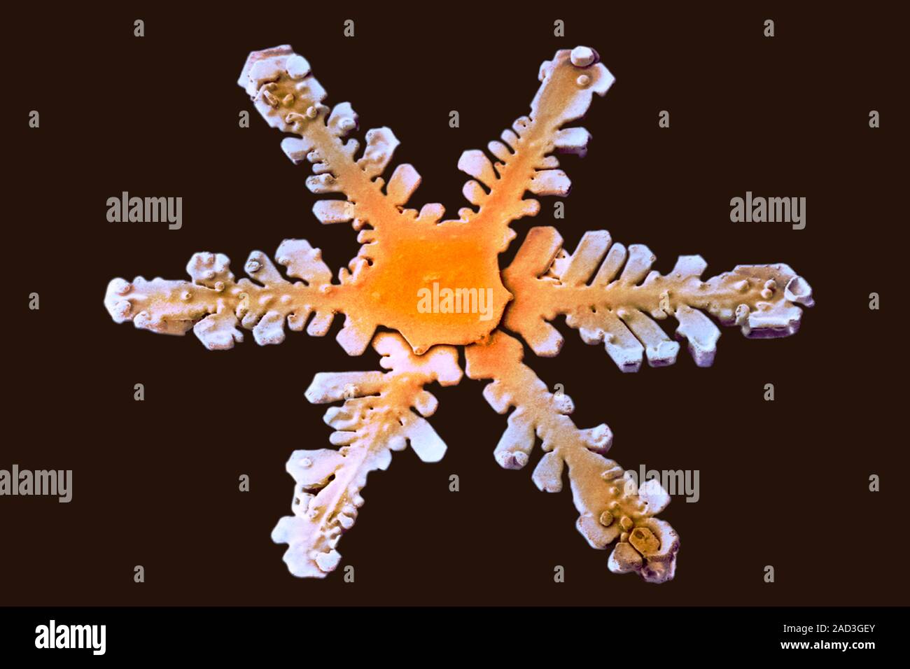 Snowflake. Coloured low-temperature scanning electron micrograph (LT ...