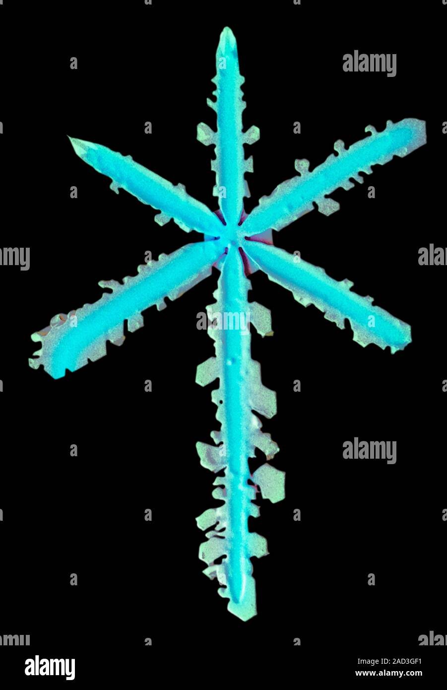 Snowflake. Coloured low-temperature scanning electron micrograph (LT ...
