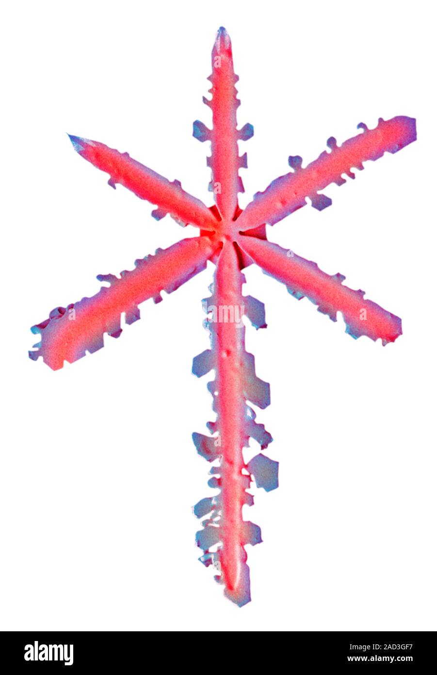 Snowflake. Coloured low-temperature scanning electron micrograph (LT ...