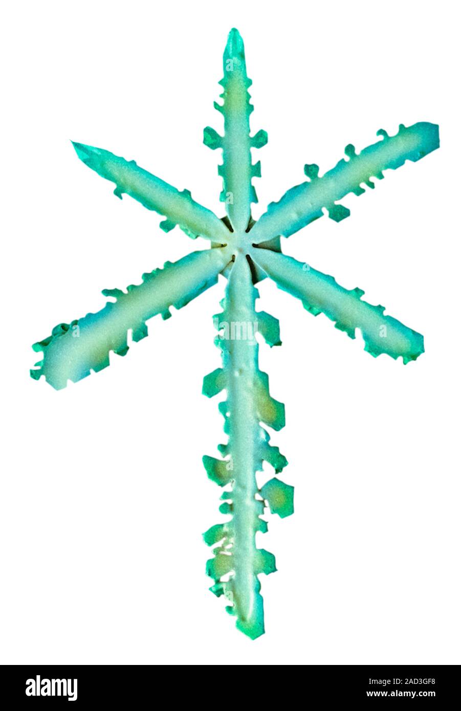 Snowflake. Coloured low-temperature scanning electron micrograph (LT ...