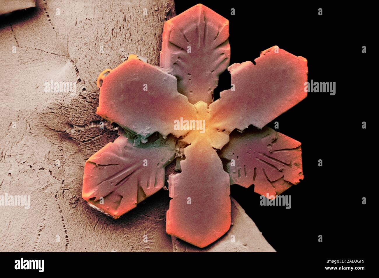 Snowflake. Coloured low-temperature scanning electron micrograph (LT ...