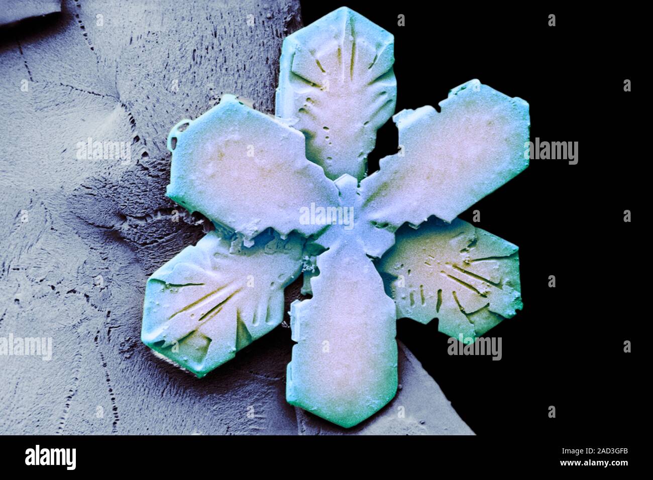 Snowflake. Coloured low-temperature scanning electron micrograph (LT ...