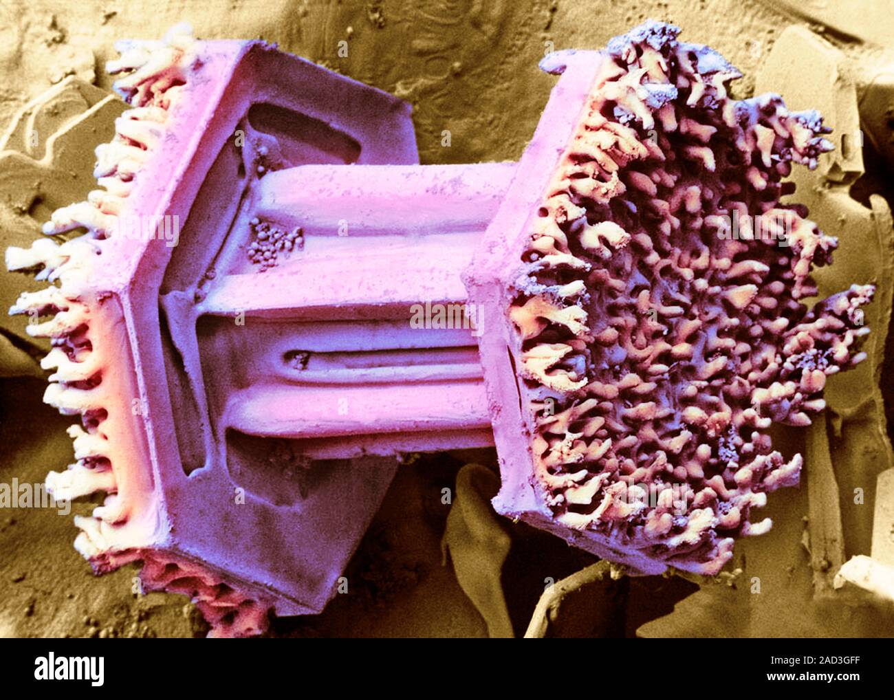 Snowflake. Coloured low-temperature scanning electron micrograph (LT ...