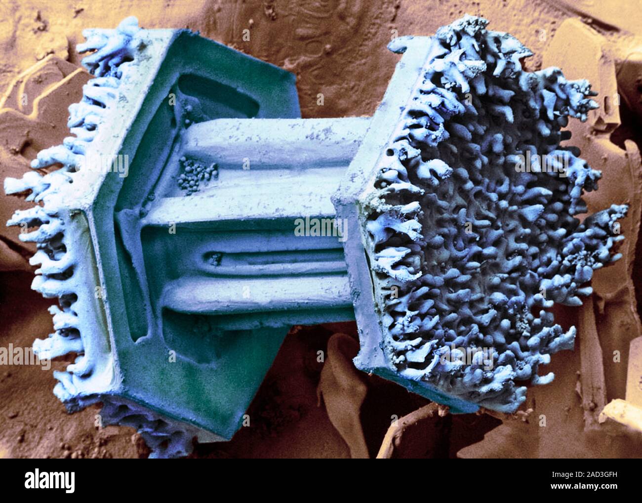 Snowflake. Coloured low-temperature scanning electron micrograph (LT ...