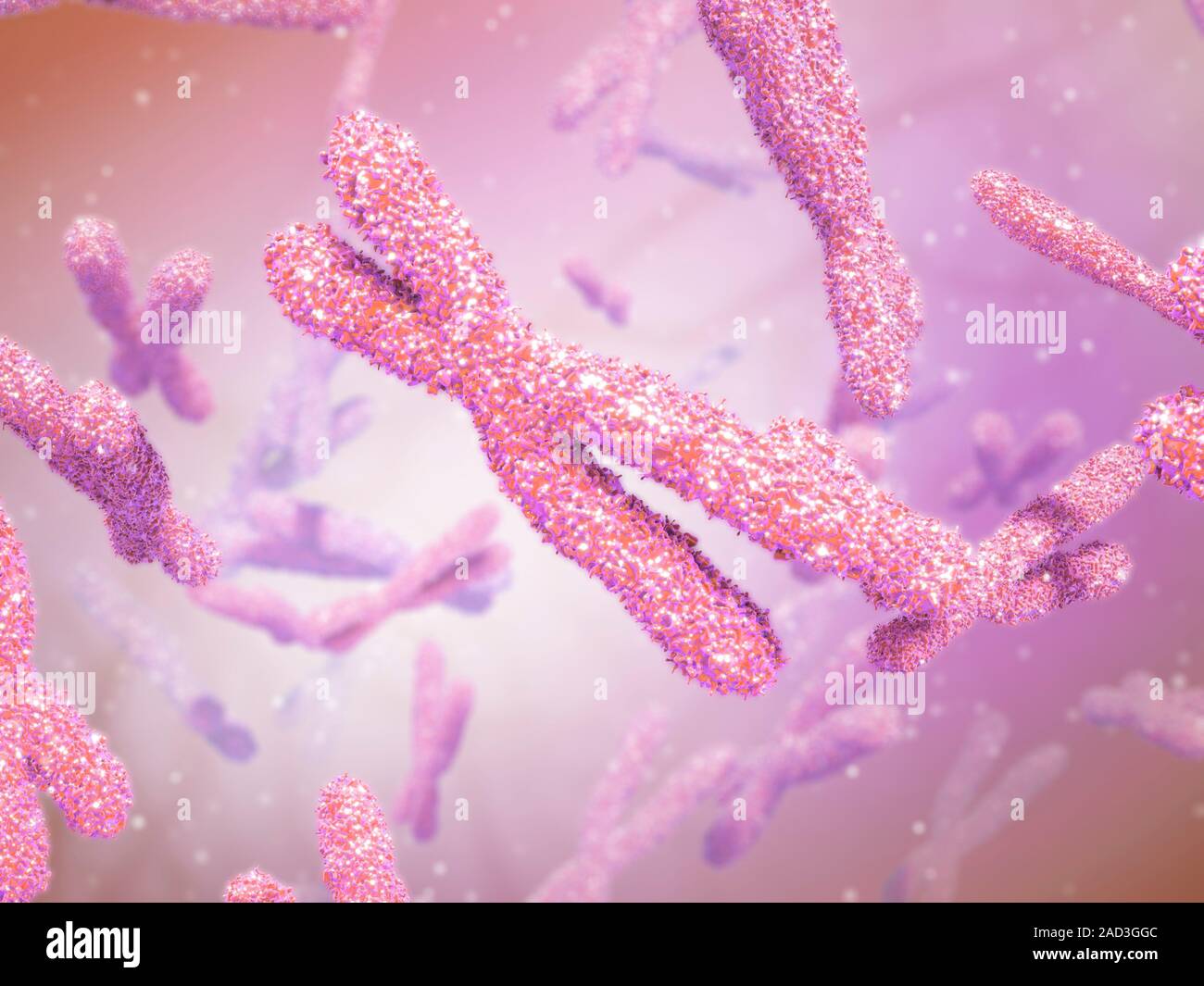 Chromosomes. Computer illustration of human chromosomes. Chromosomes ...