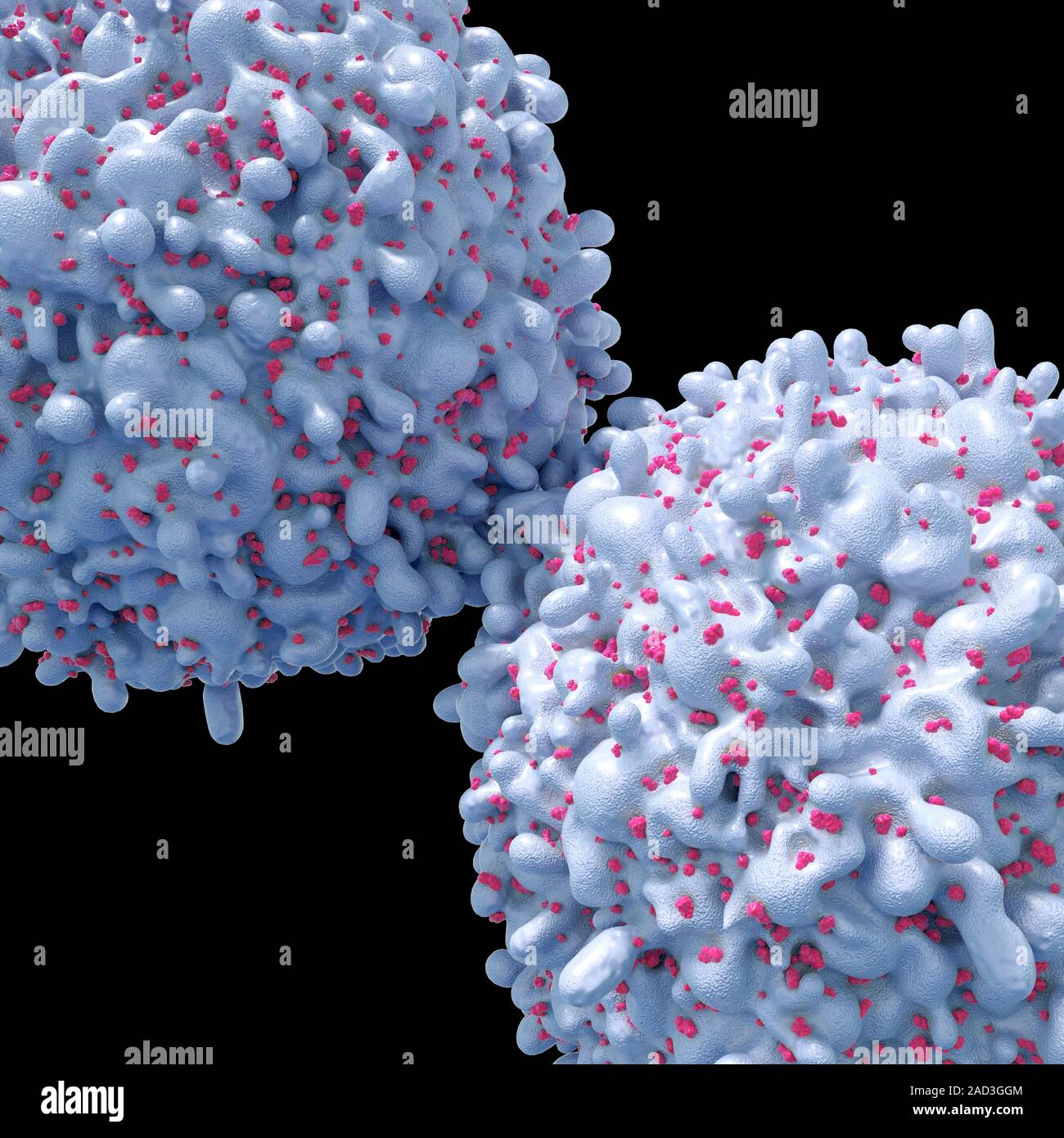 Computer illustration of HIV particles (red) infecting T-lymphocyte ...