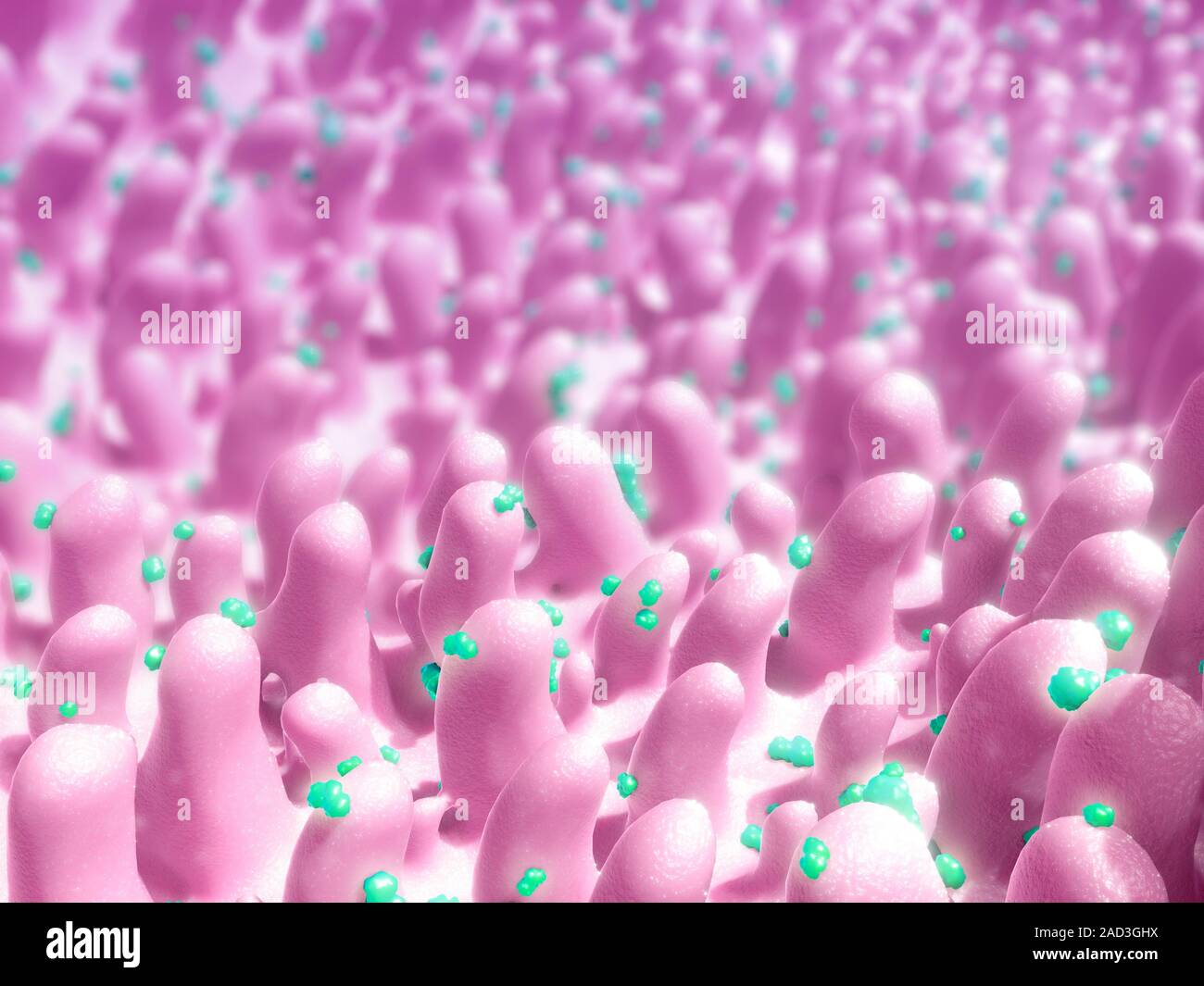 Computer illustration of human rhinovirus particles (green) in the ...