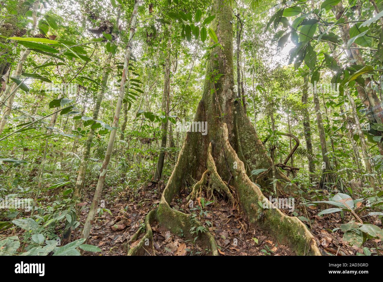 Tree with buttress roots in lowland tropical rainforest. Buttress roots ...