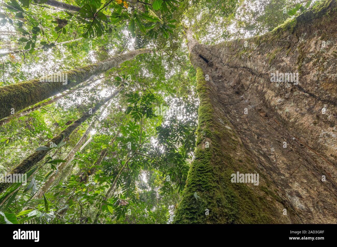 Tree with buttress roots in lowland tropical rainforest. Buttress roots ...