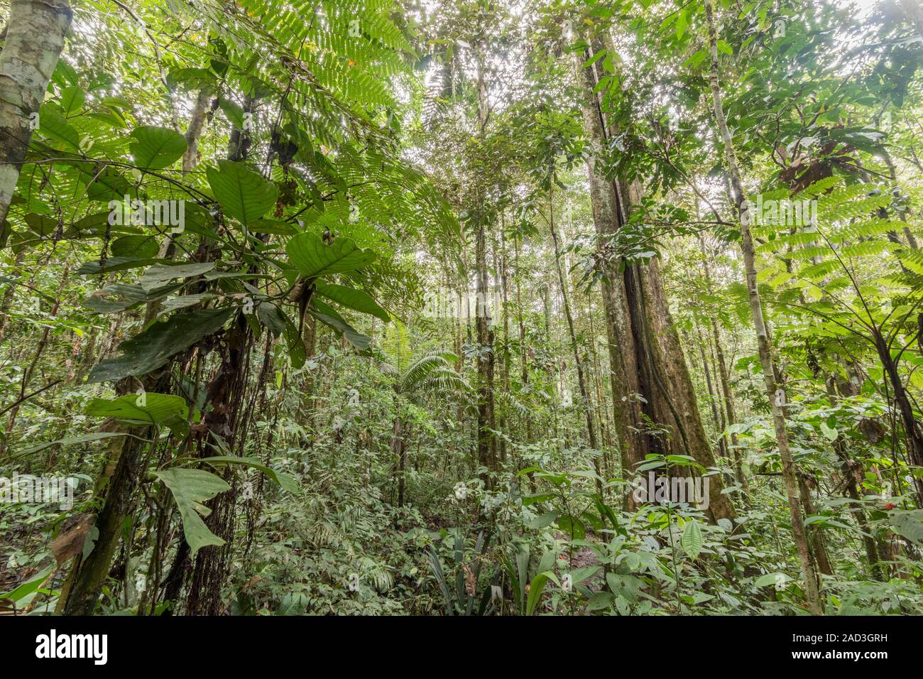Tree with buttress roots in lowland tropical rainforest. Buttress roots ...