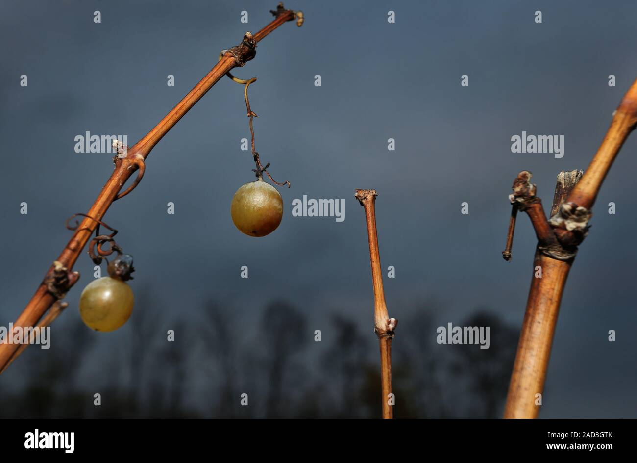 03 December 2019, Bavaria, Rödelsee: Remaining grapes hang on the vines ...