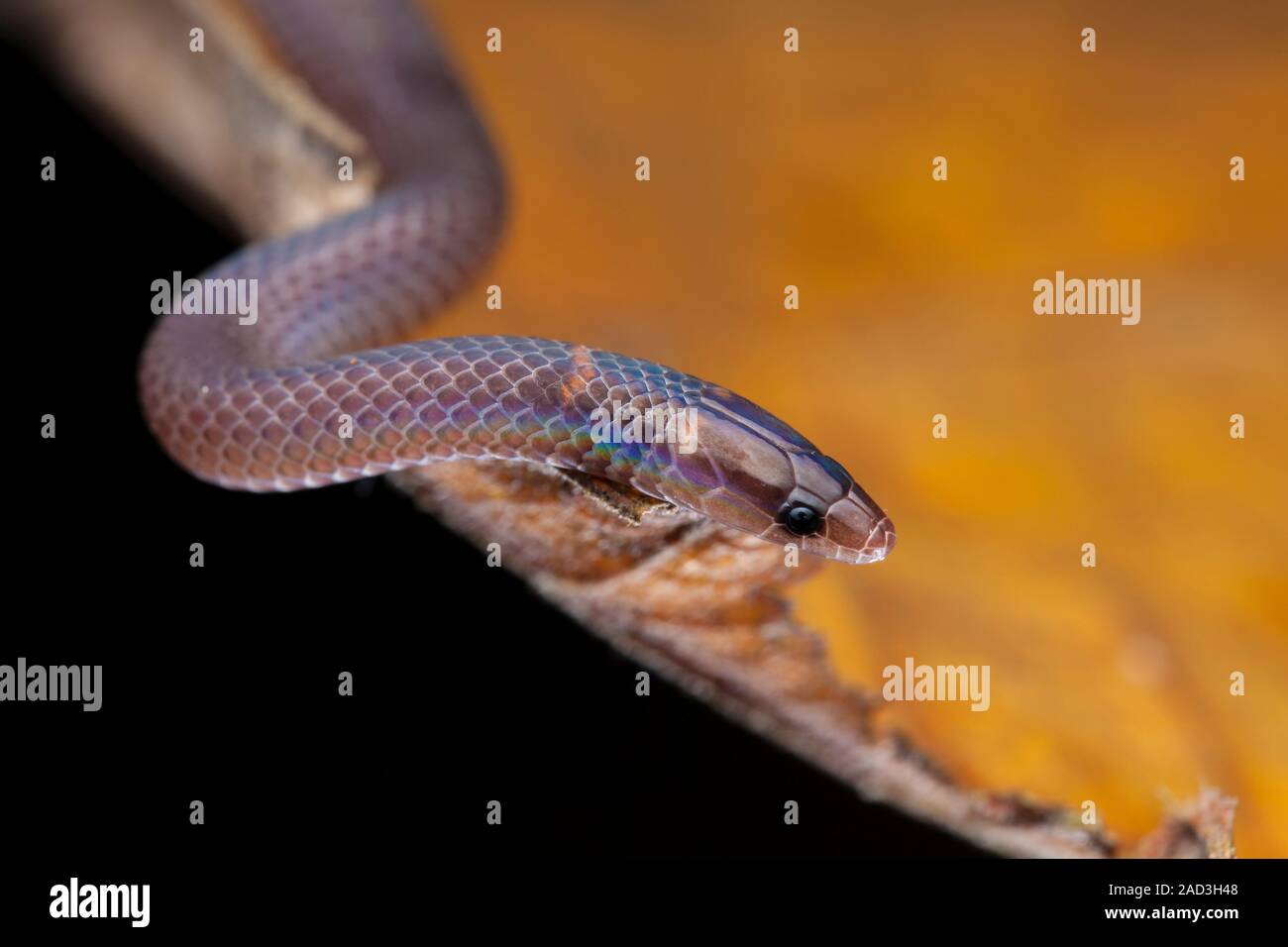 Dwarf reed snake (Pseudorabdion longiceps), photographed in Singapore ...