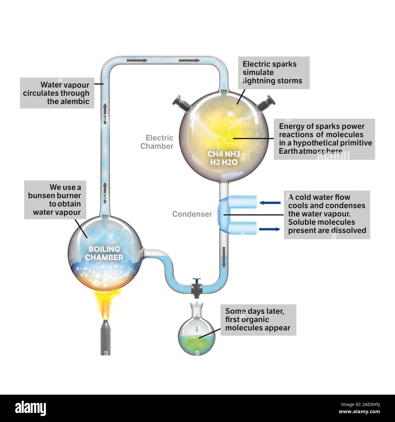 Miller-Urey experiment. Computer illustration showing the apparatus ... Miller-Urey experiment. Computer illustration showing the apparatus ...