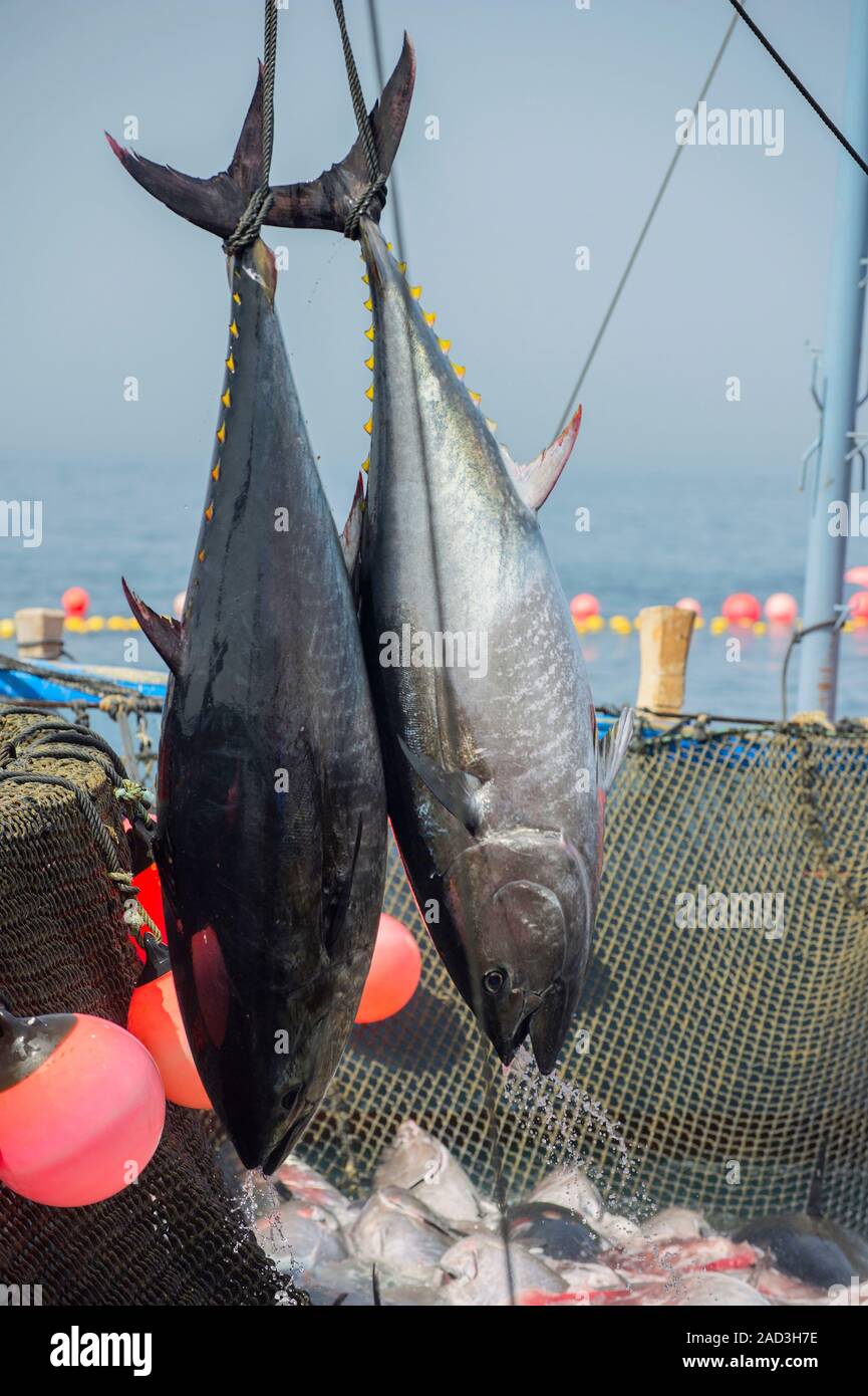 Almadraba tuna fishing. Close-up of Atlantic bluefin tuna (Thunnus ...