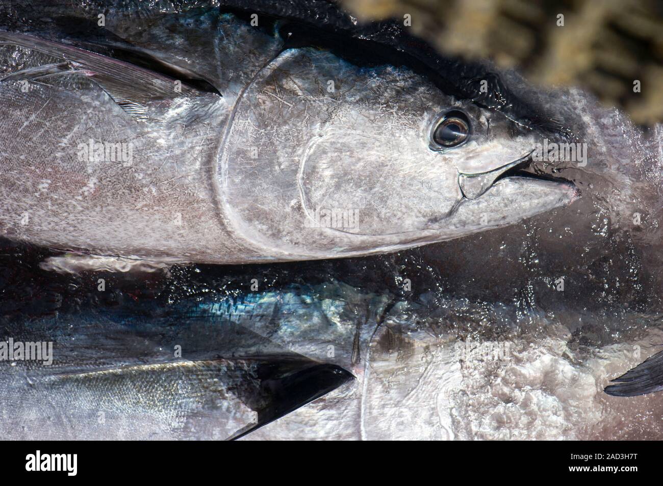Almadraba tuna fishing. Close-up of Atlantic bluefin tuna (Thunnus ...