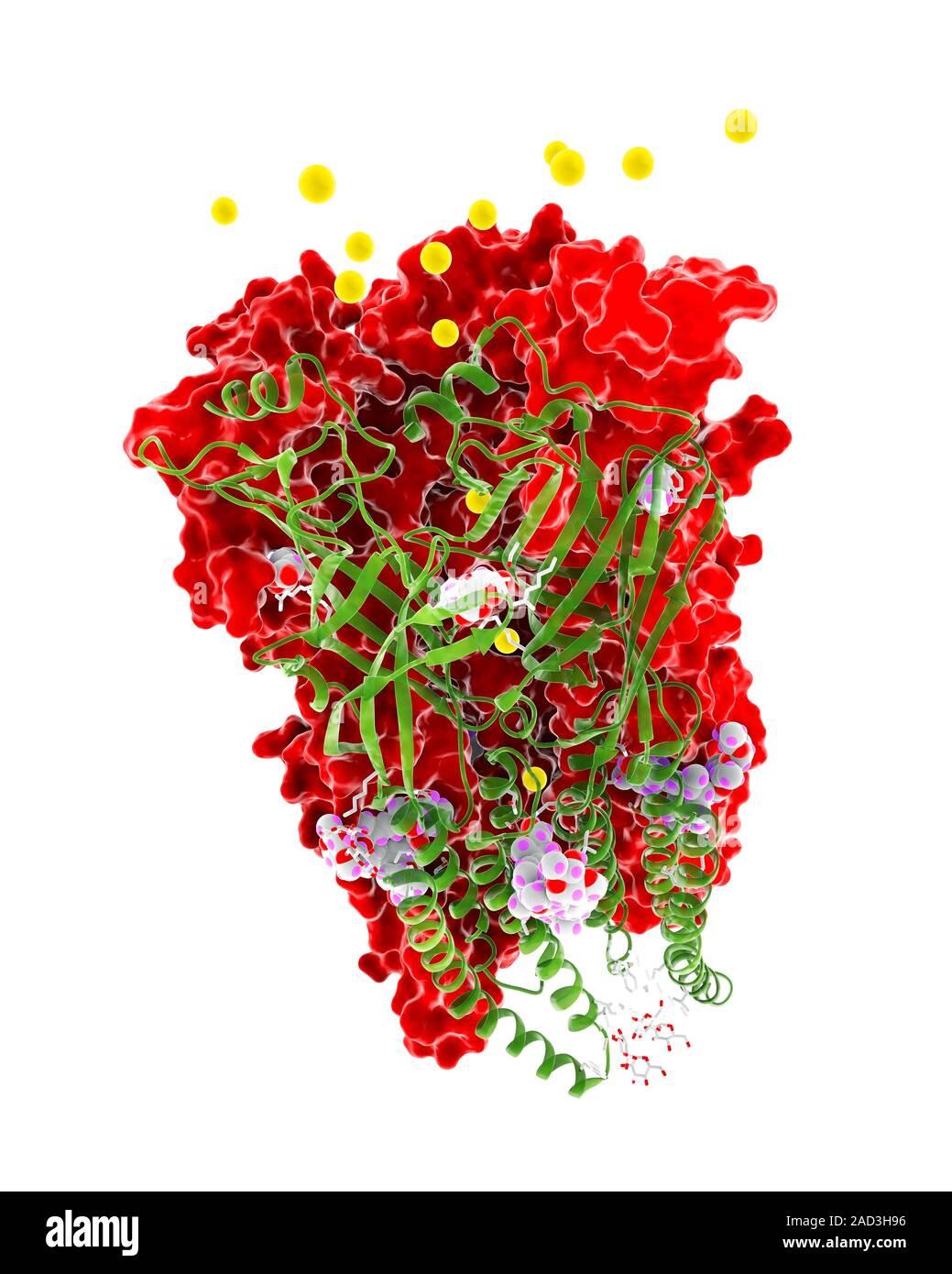 Chloride channel and ivermectin complex. Computer model showing the ...