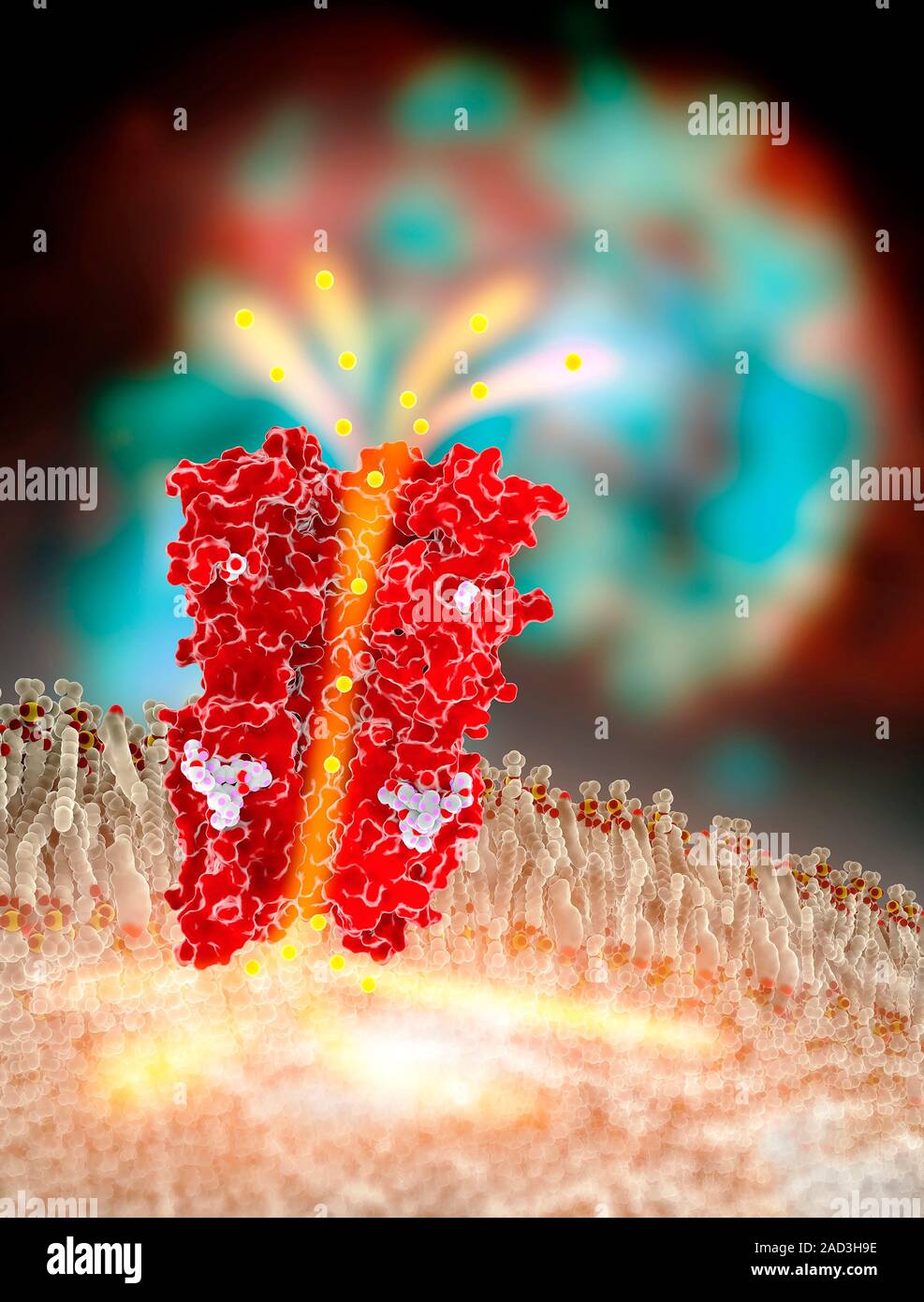 Chloride channel and ivermectin complex. Computer model showing the ...