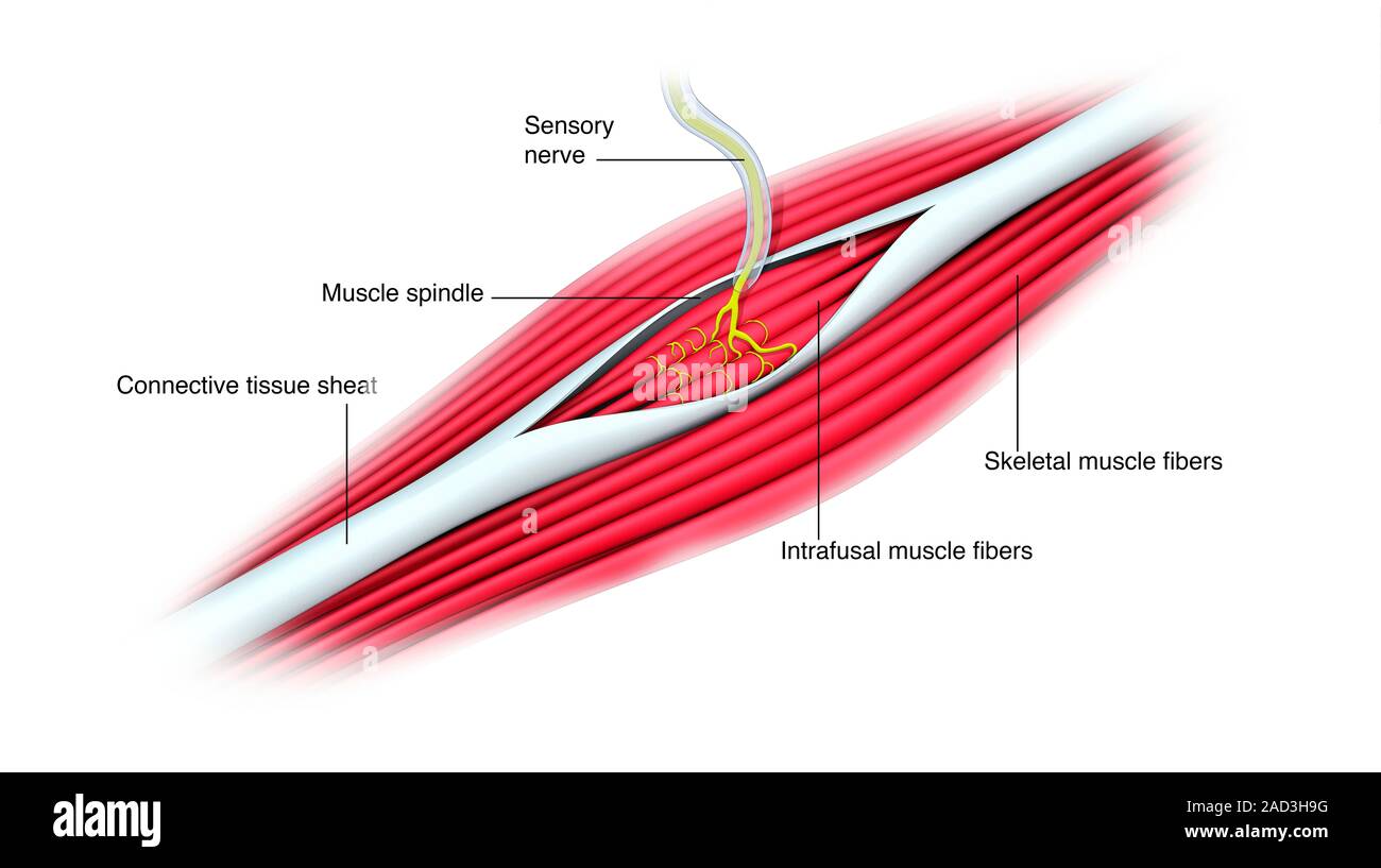 Stretch reflex mechanism. Computer illustration showing the muscle and ...