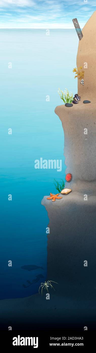 Ocean depth zones. Computer illustration showing different forms of ...