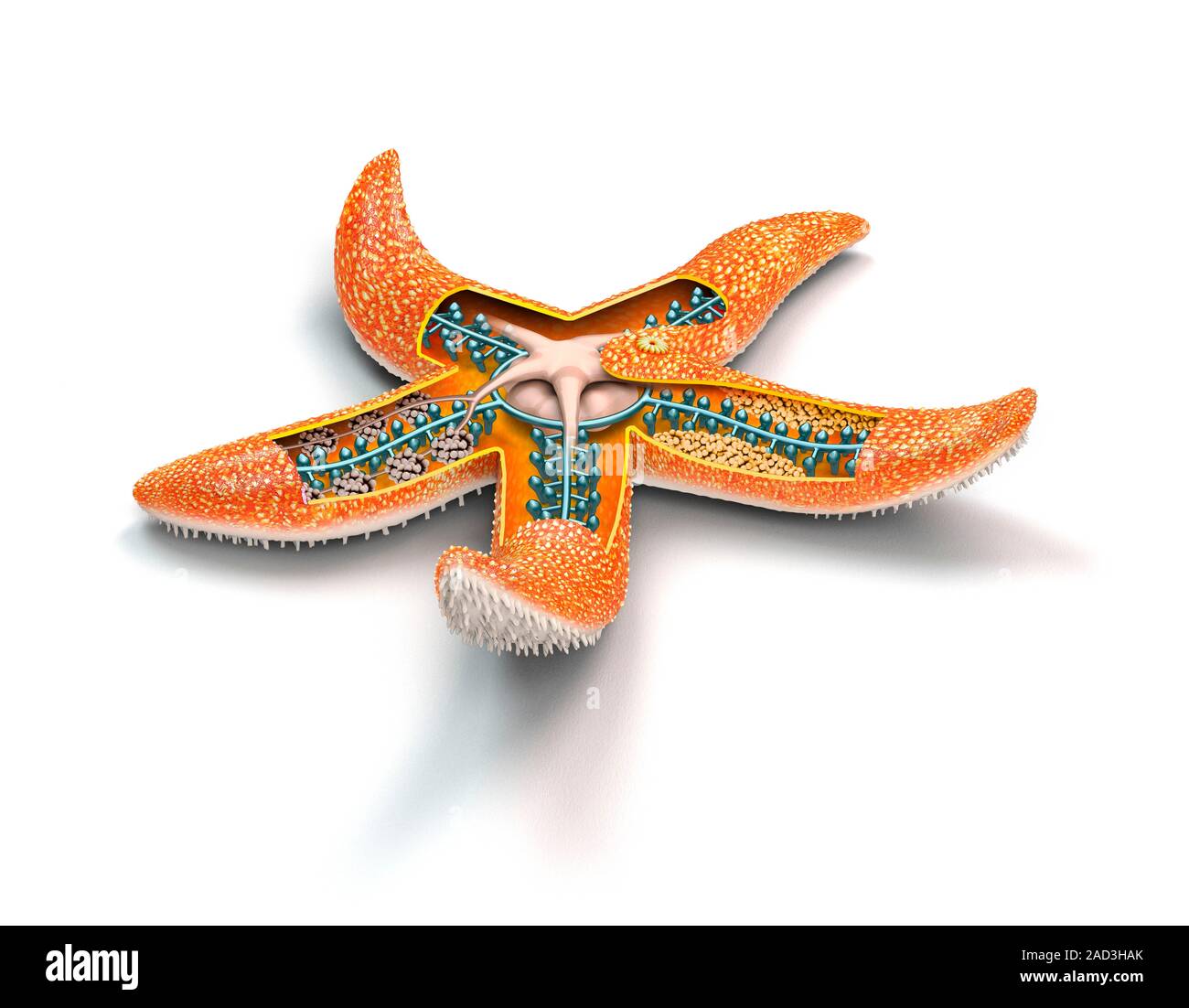 Starfish anatomy. Cutaway computer illustration showing the internal ...