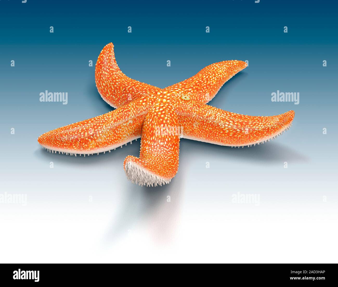 Starfish anatomy. Computer illustration showing the external anatomy of ...