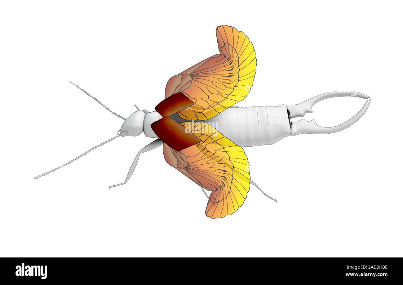Ear-wig wing folding. Computer illustration showing the anatomy of an ...