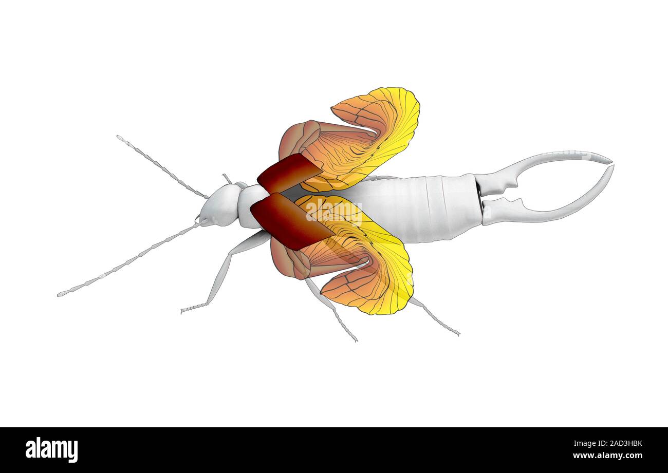 Ear-wig wing folding. Computer illustration showing the anatomy of an ...