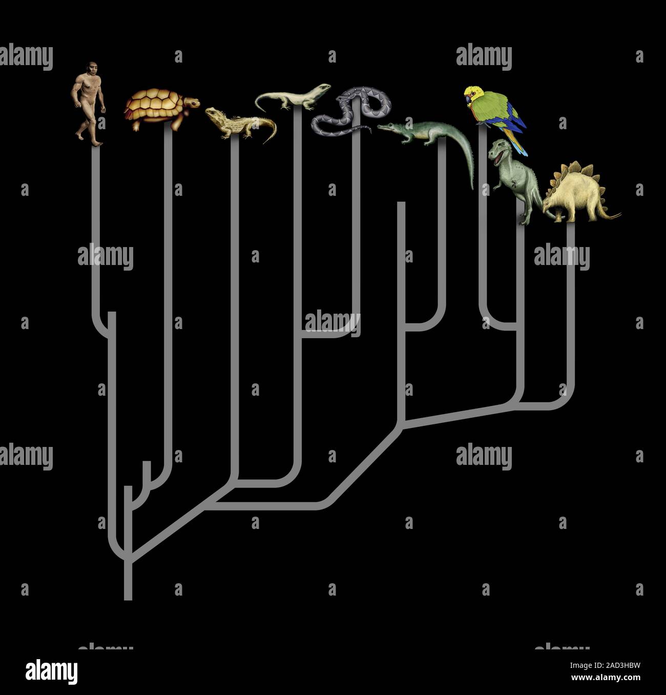 Animal family tree. Computer illustration of an evolutionary ...
