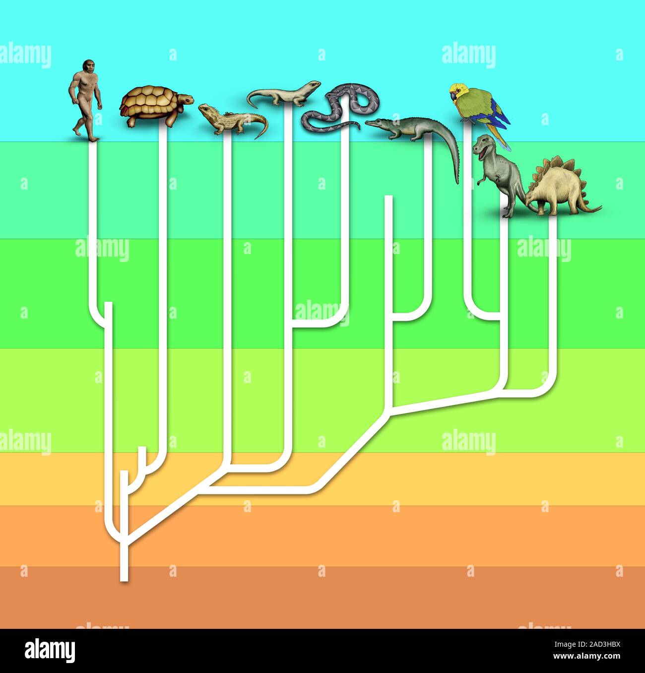 Animal family tree. Computer illustration of an evolutionary ...