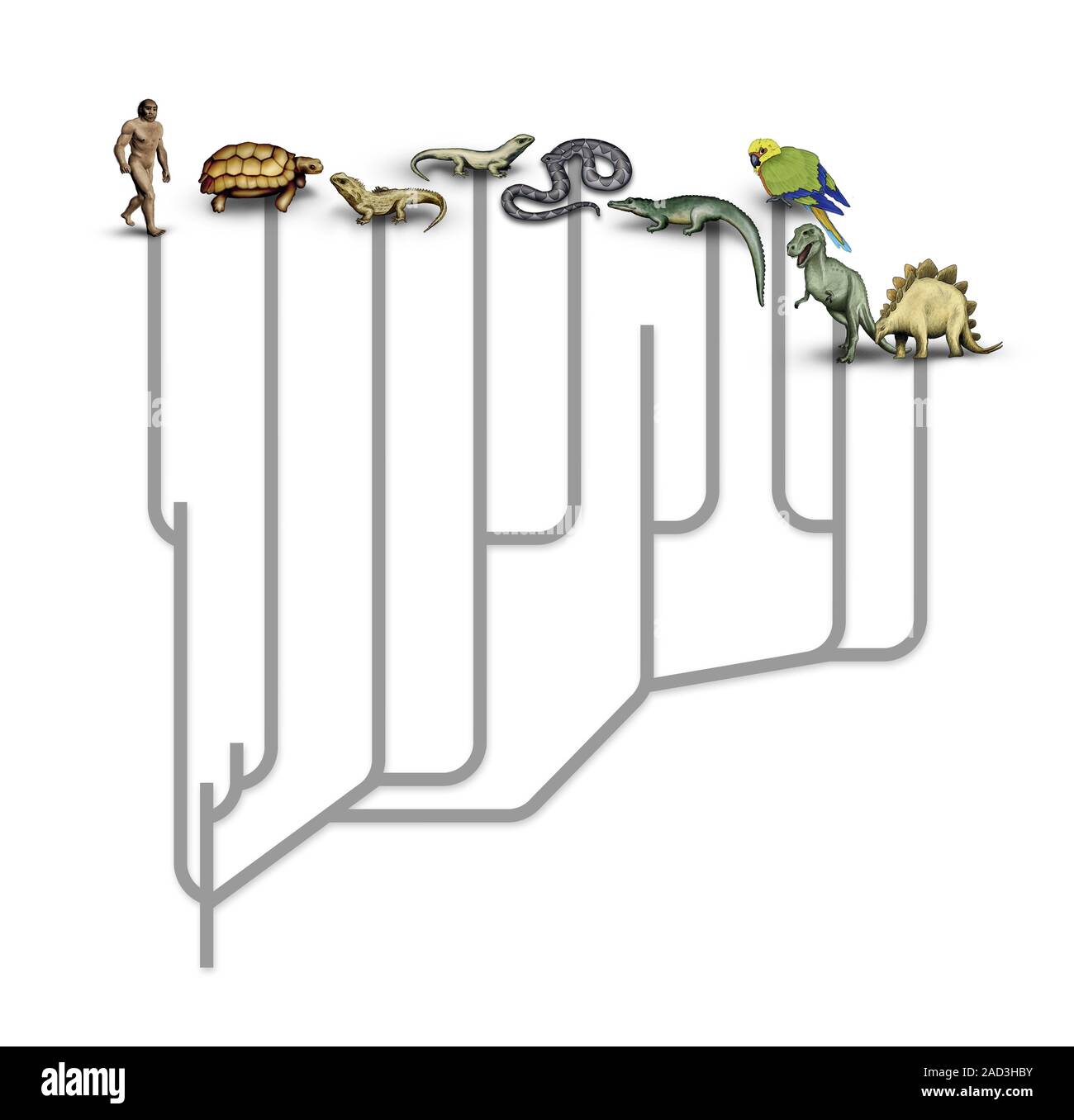 Animal family tree. Computer illustration of an evolutionary ...