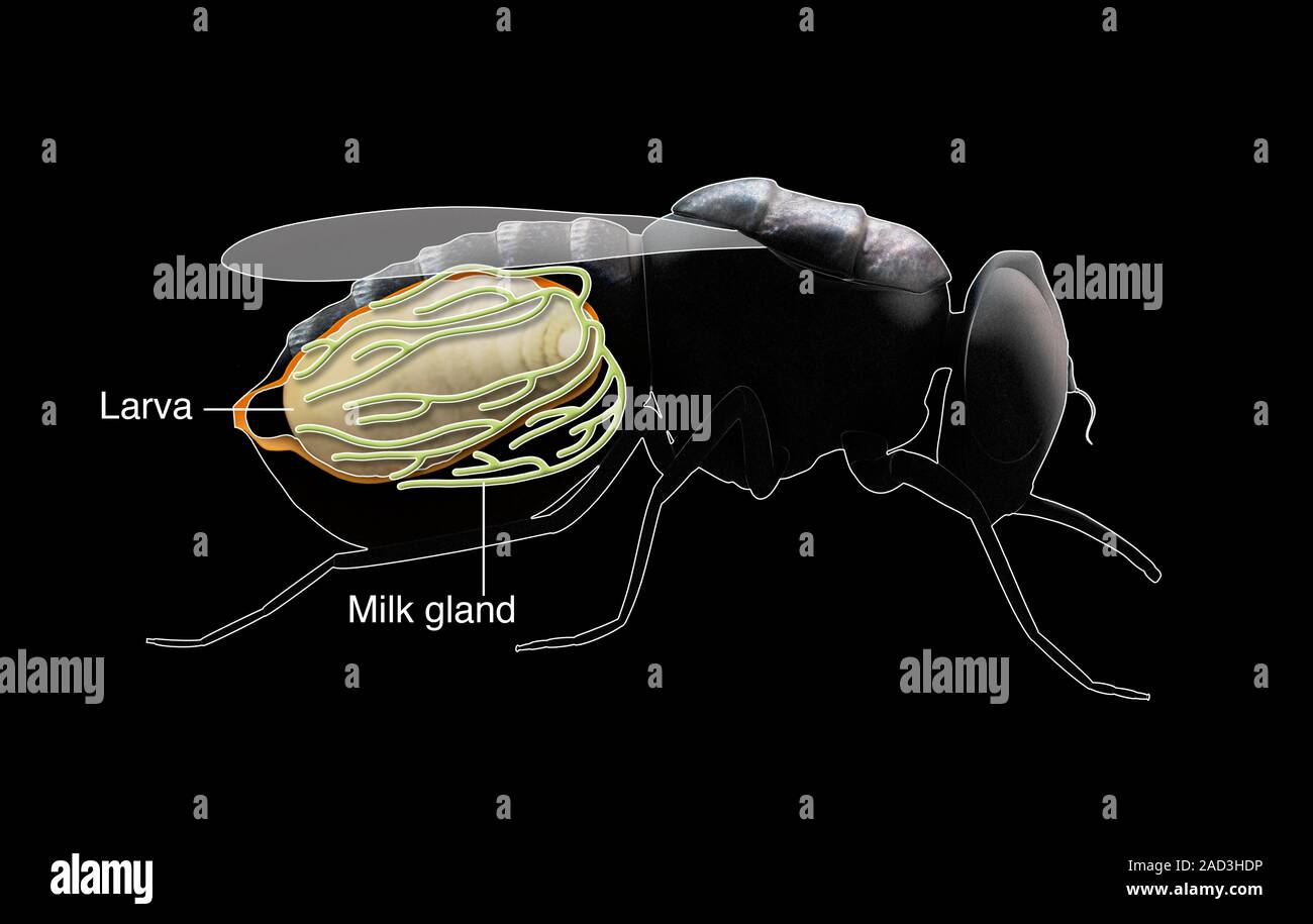 Tsetse fly 'milk' gland. Computer illustration of a female tsetse fly ...