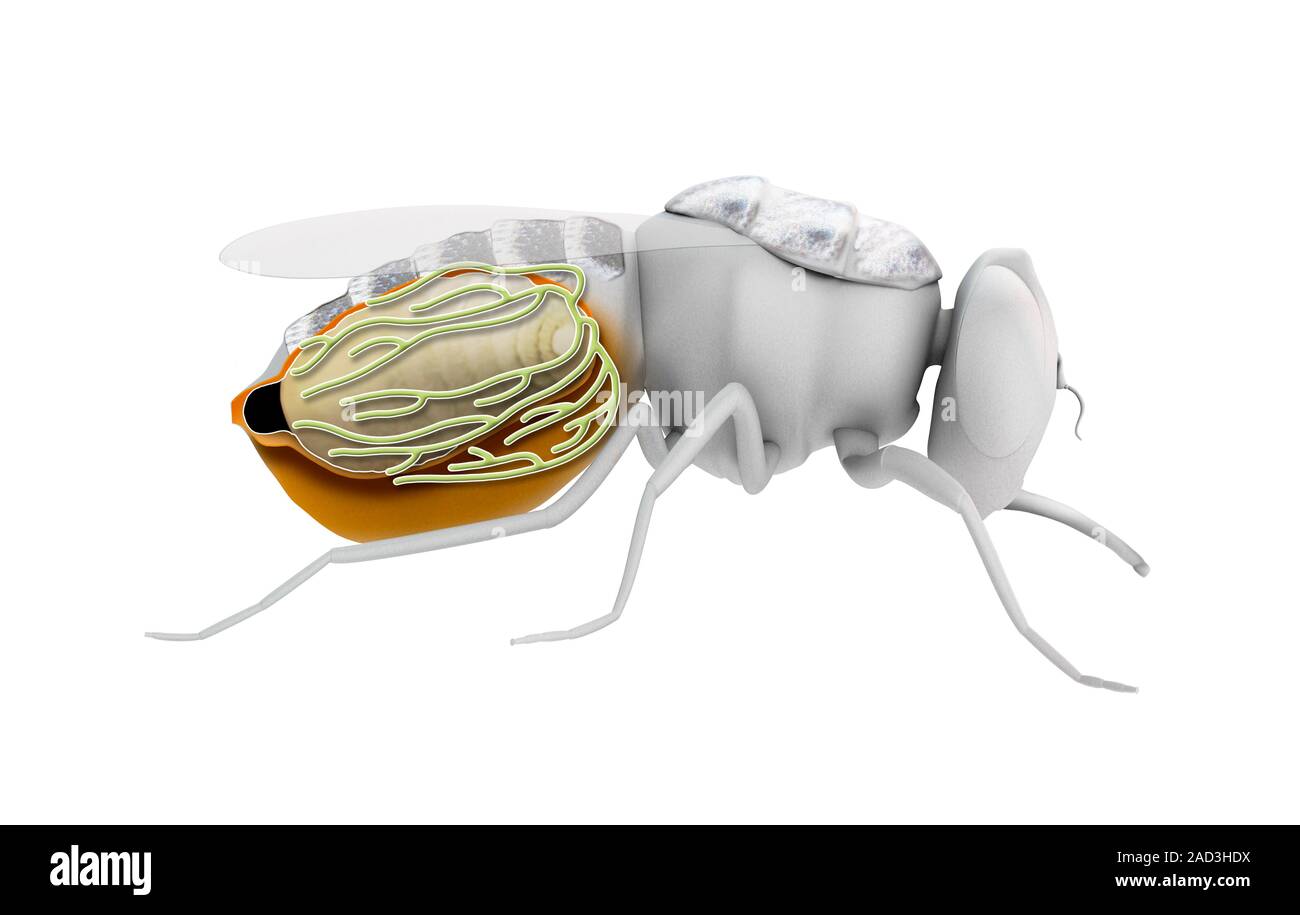 Tsetse fly 'milk' gland. Computer illustration of a female tsetse fly ...