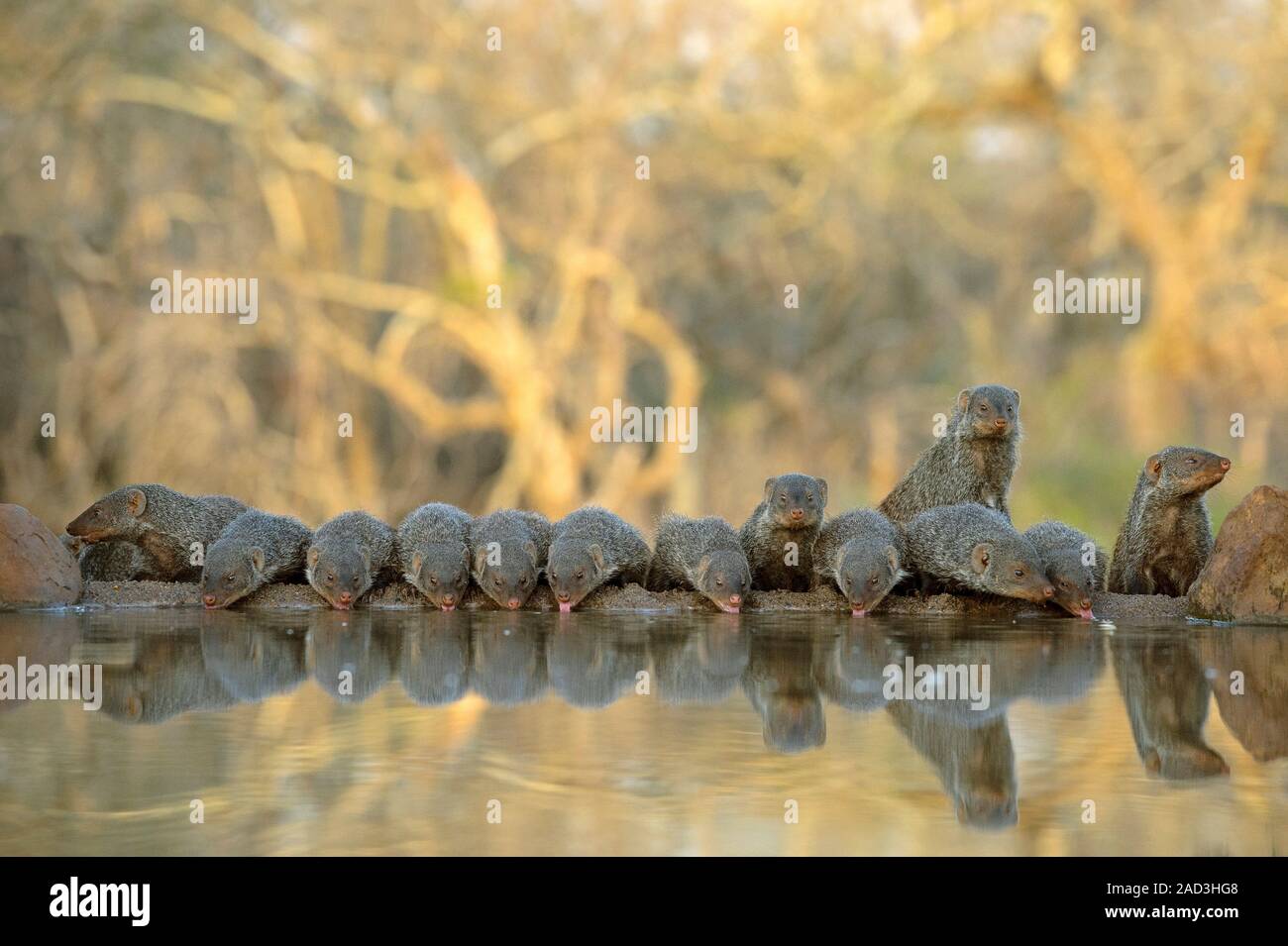 Banded Mongooses (Mungos mungo) live in colonies with a complex social ...