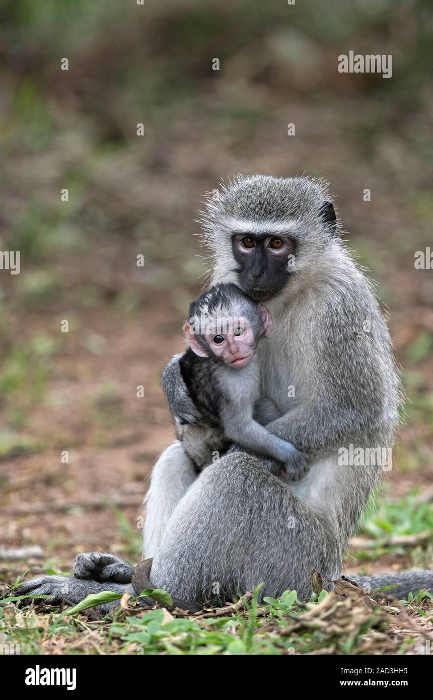 Vervet monkey (Cercopithieus pygerthrus or sometimes classified as ...