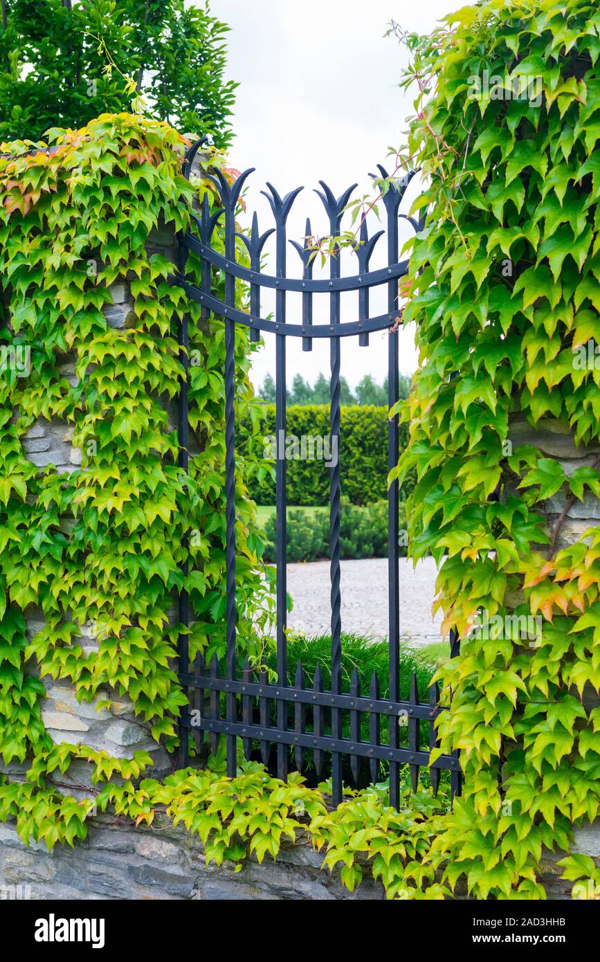 forged metal span stone masonry - old wall covered with green leaves ...