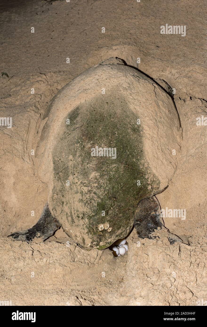Female Loggerhead turtle (Caretta caretta) nesting. The female ...